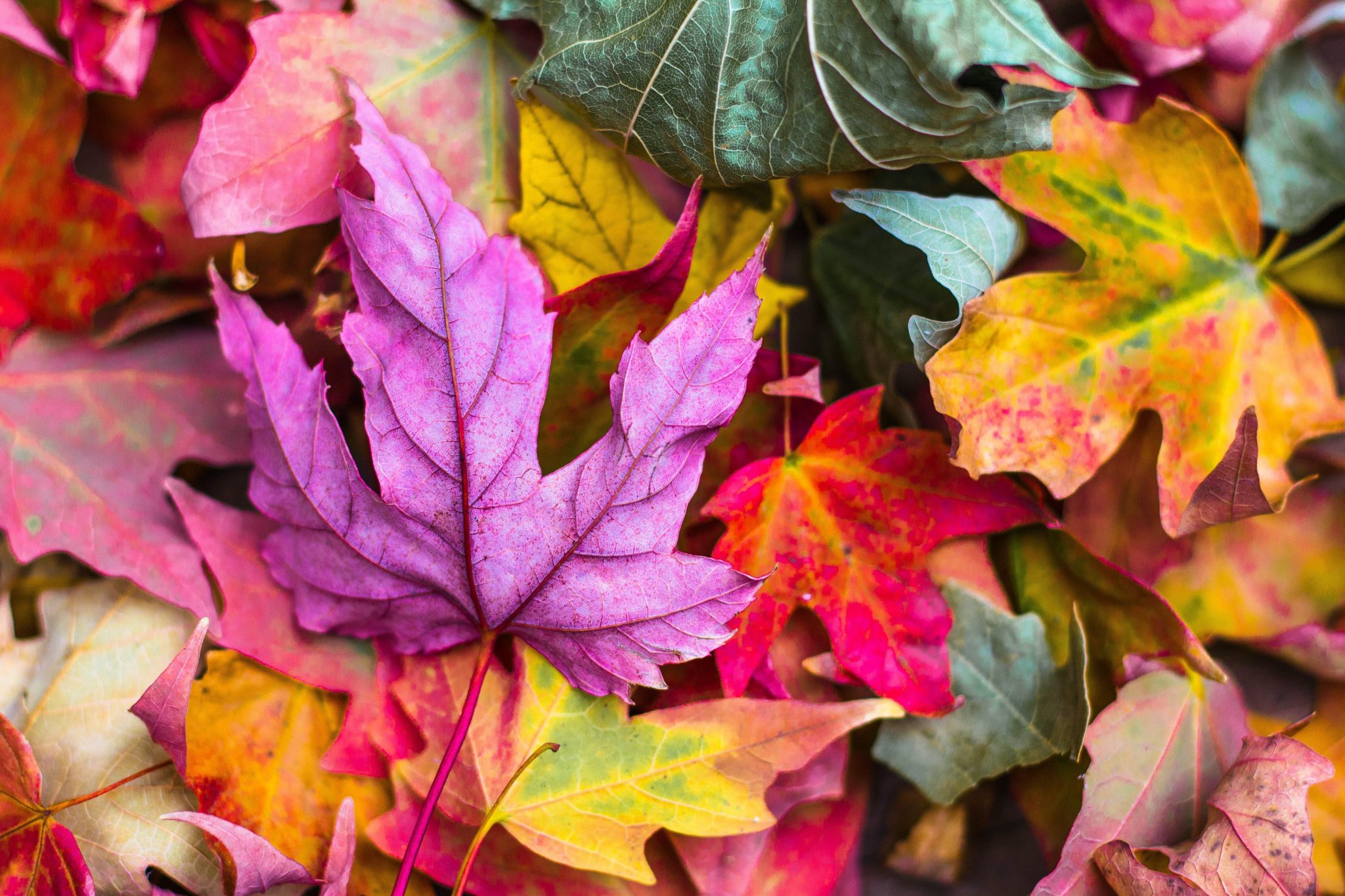 Herbstdeko basteln
